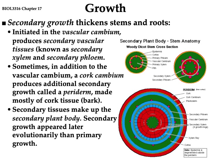 Lecture 07 Seedless Vascular Plants